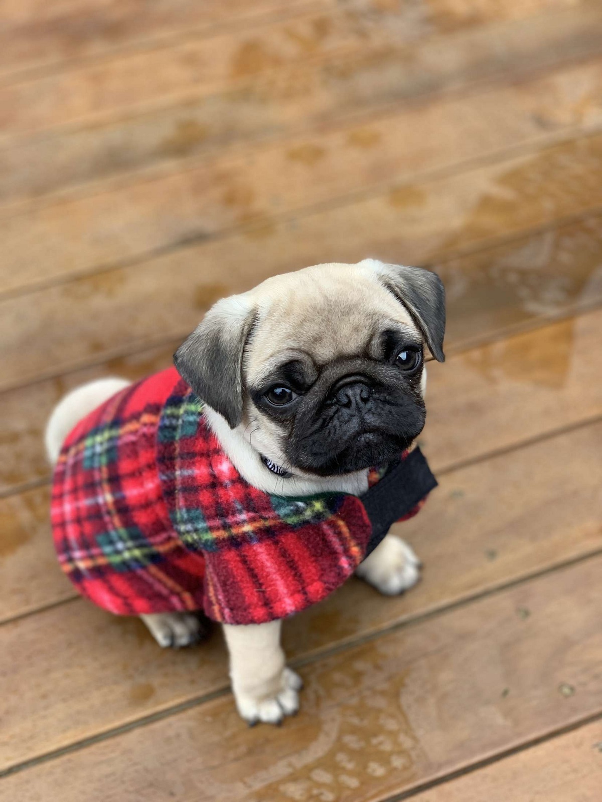 Beez Kneez Pugs | Auckland Pug Breeder