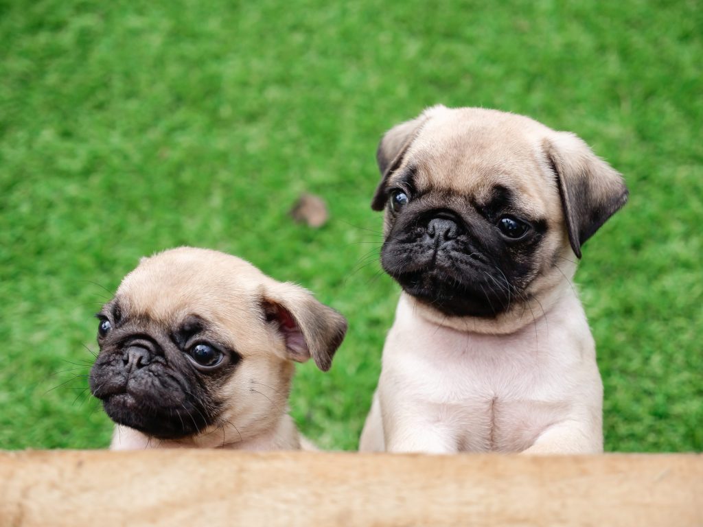 Pug Puppy Gallery | Beezkneez Pugs NZ