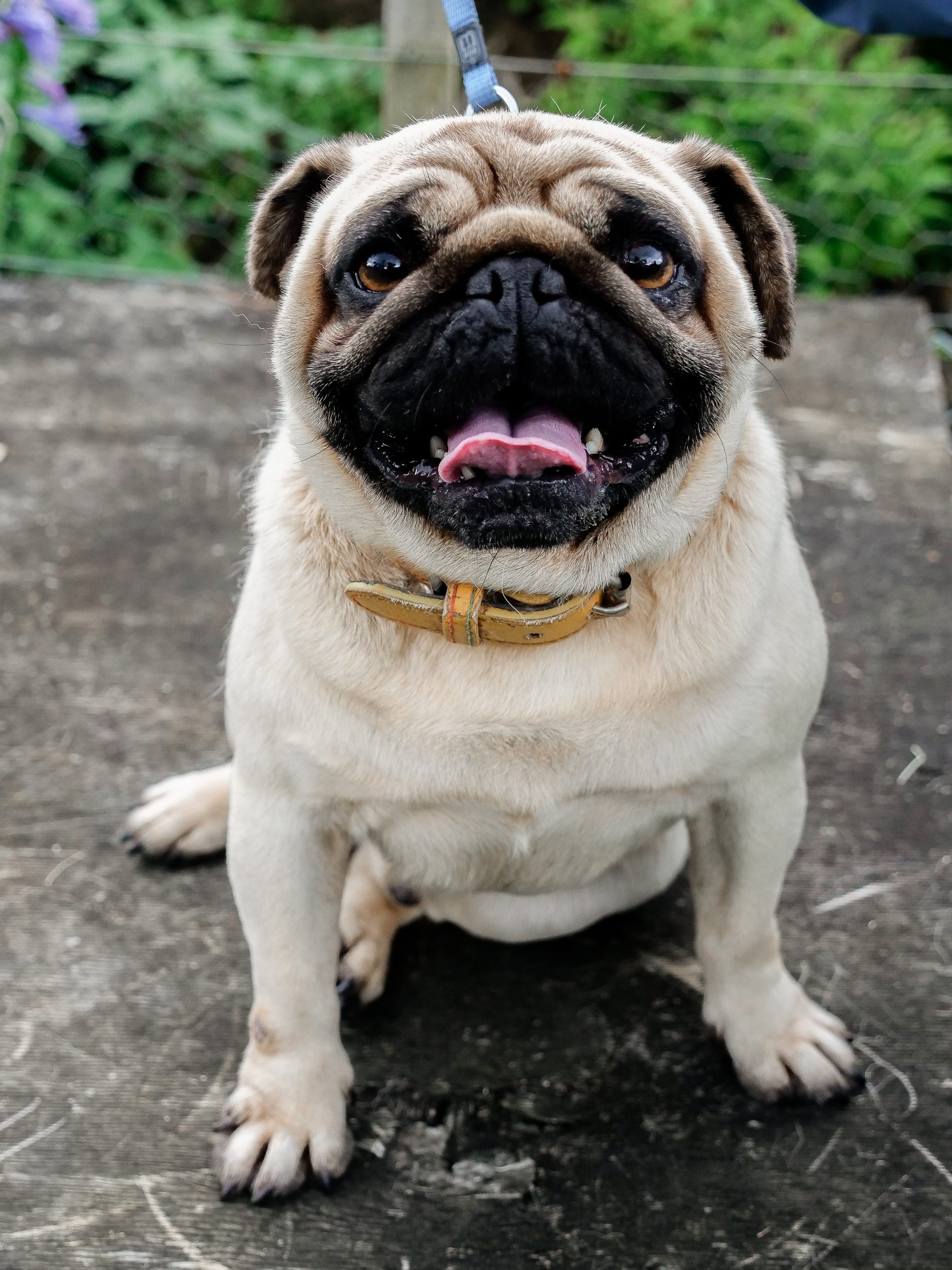 Our Stud Pugs | Champion Pug Studs in New Zealand