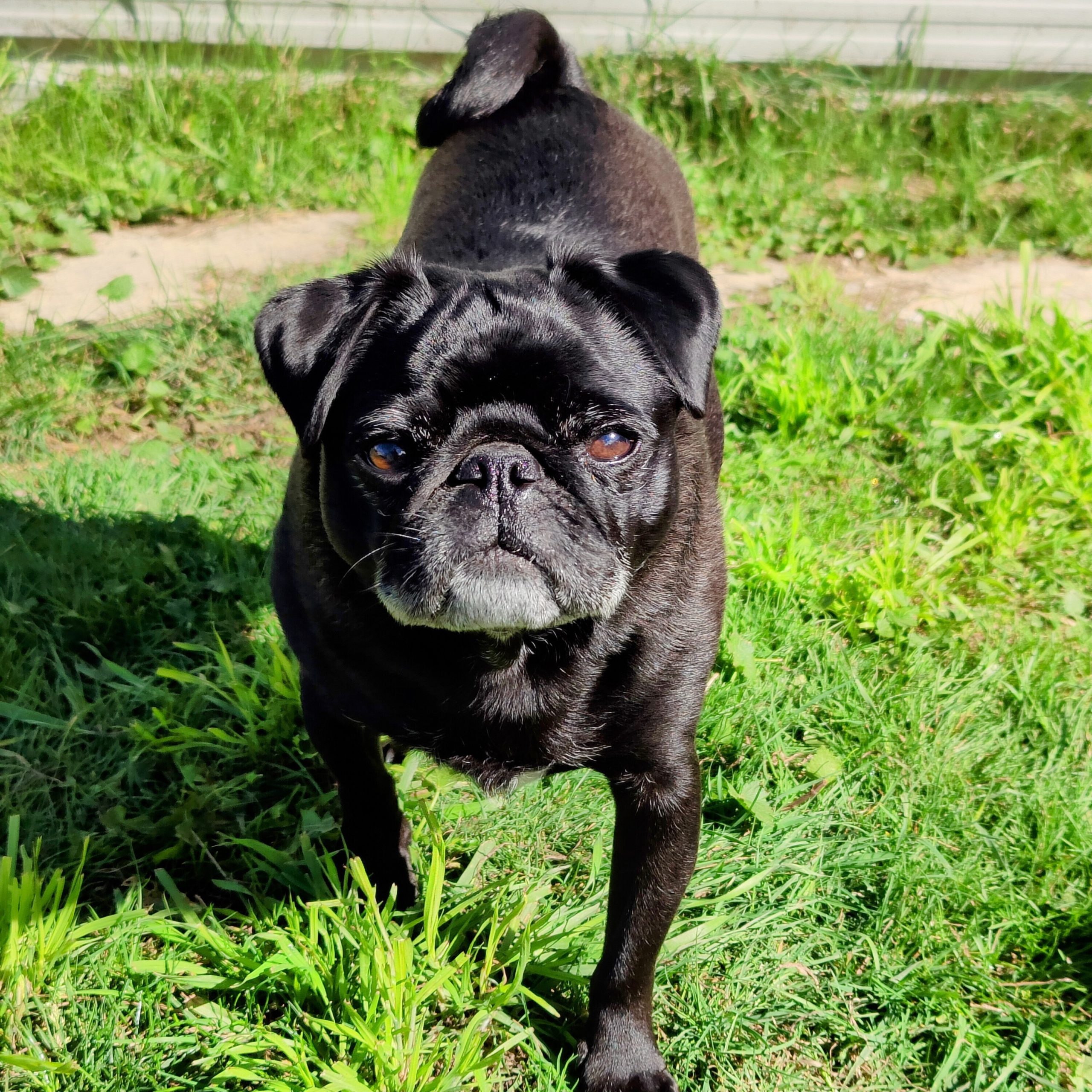 Beezkneez Pugs | Ethical Pug Breeder in Auckland, New Zealand