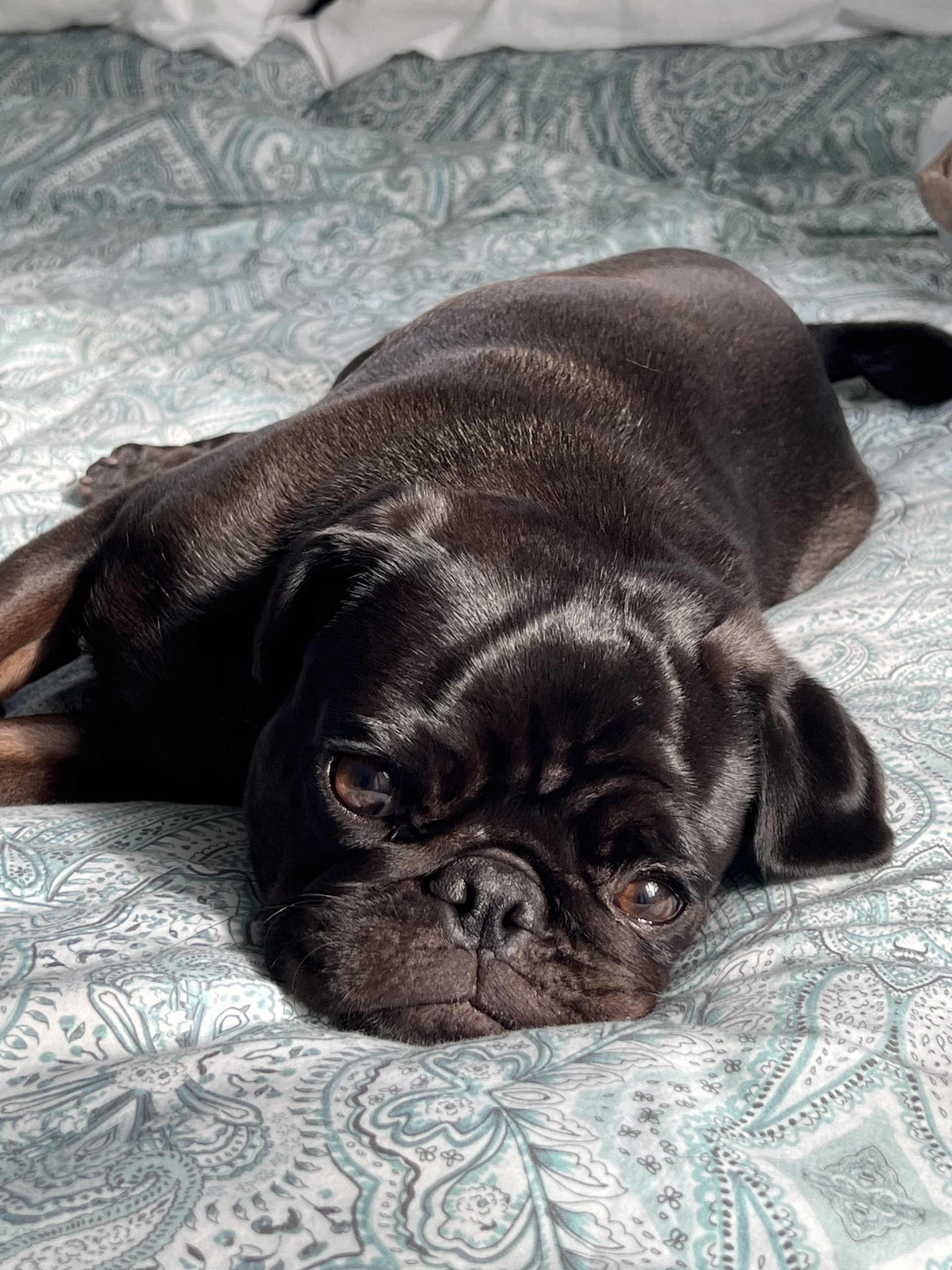 Beez Kneez Pugs | Auckland Pug Breeder
