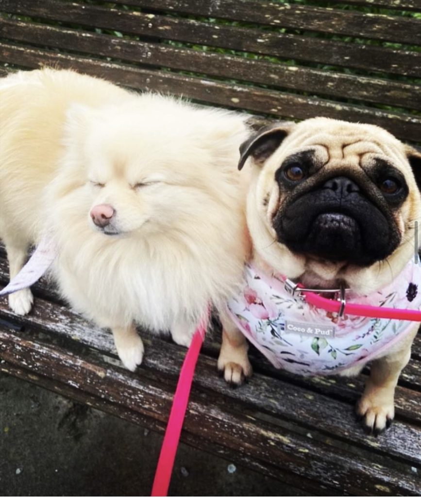 Little Miss Diva | One of Our Star Pugs at Beezkneez